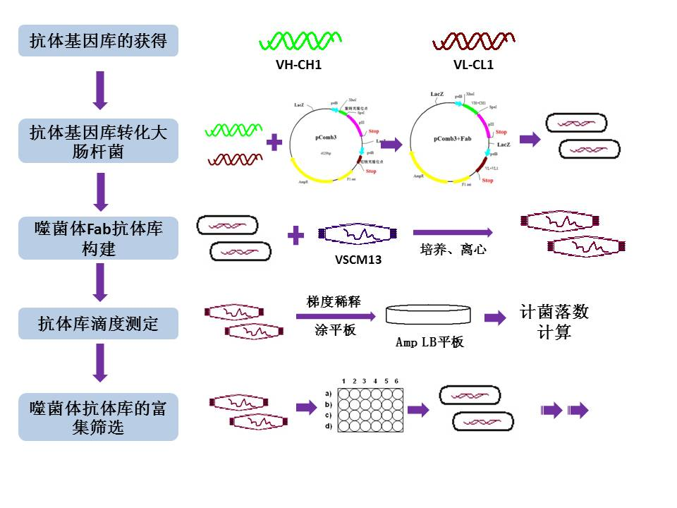 噬菌体展示文库构建