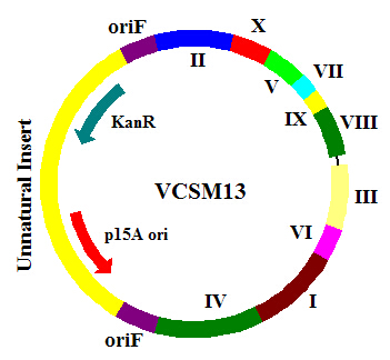 噬菌体展示文库构建